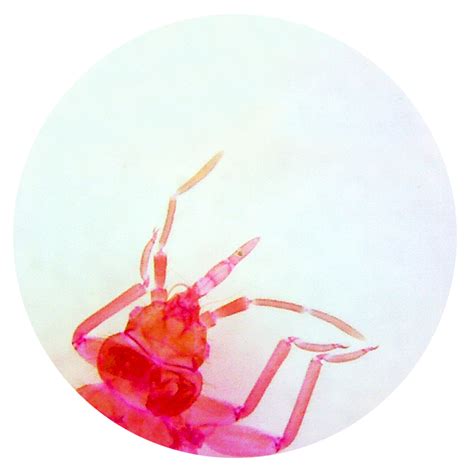 Prepared Slides Bed Bug Wm Each American Scientific