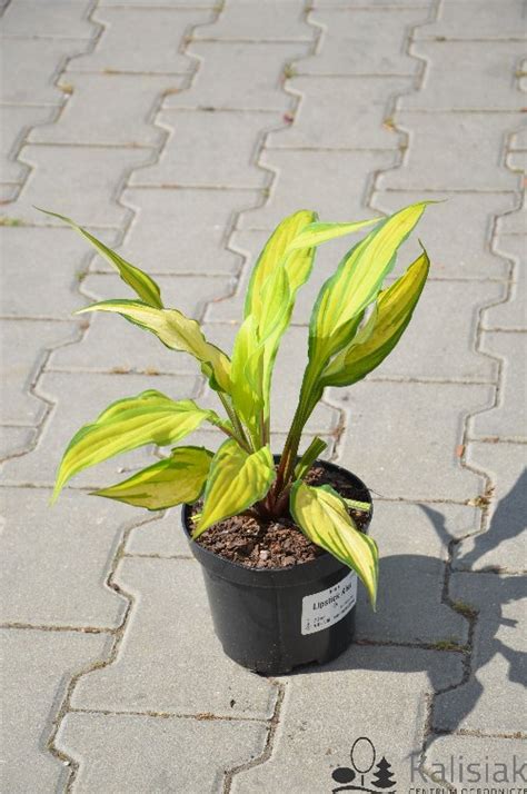 Hosta Lipstick Kiss Funkia