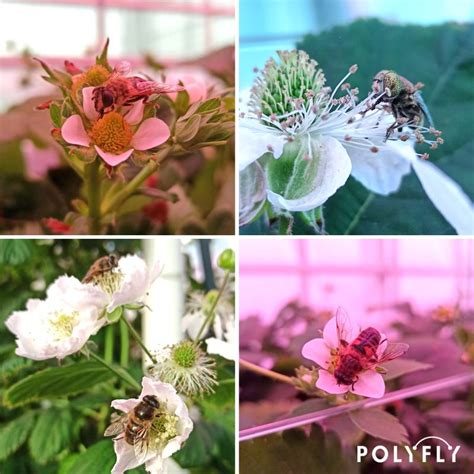 Polyfly On Linkedin Goldfly Queenfly Hoverflies