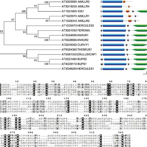 Pdf Expression Analysis Of Genes Encoding Malectin Like Domain Mld And Leucine Rich Repeat