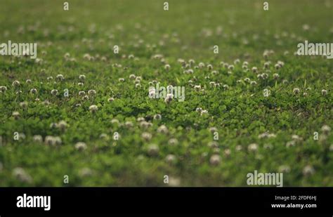 White Clover Long Grass Stock Videos And Footage Hd And 4k Video Clips
