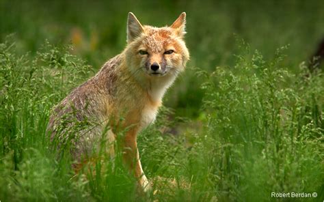 Photographing In Grasslands National Park The Canadian Nature Photorapher