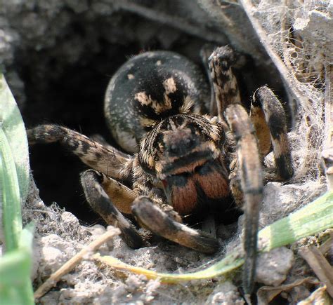 Geolycosa Vultuosa From Homokmégy Hillye 6341 Magyarország On April 4 2011 At 11 55 Am By