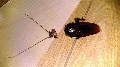 What Is This Cockroach Whatsthisbug
