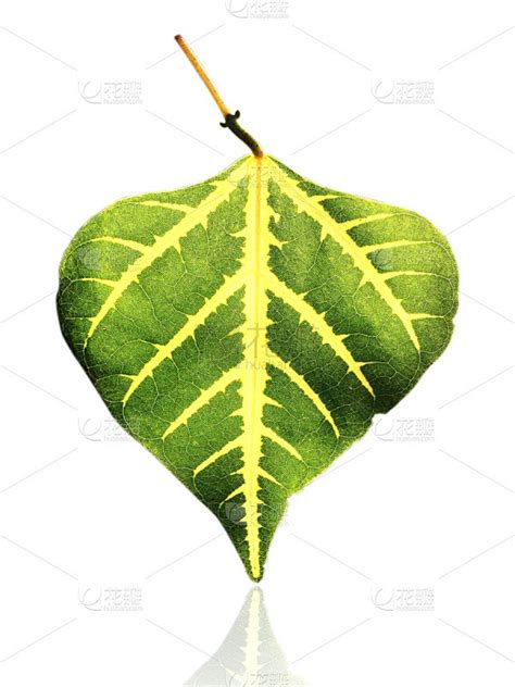 叶子 垂直画幅 美 新的 艺术 枝繁叶茂 无人 夏天 特写 泰国