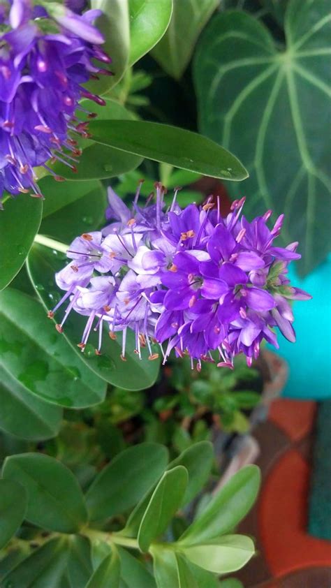 Hebe Blue Gem Growcerys