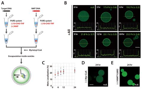 Regulated N Terminal Modification Of Proteins Synthesized Using A