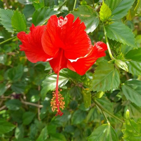 زهرة الخطمي أو الختمية