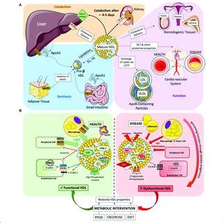 A HDL Lifecycle Diagram Detailing The Three Key Stages Of The HDL Download Scientific