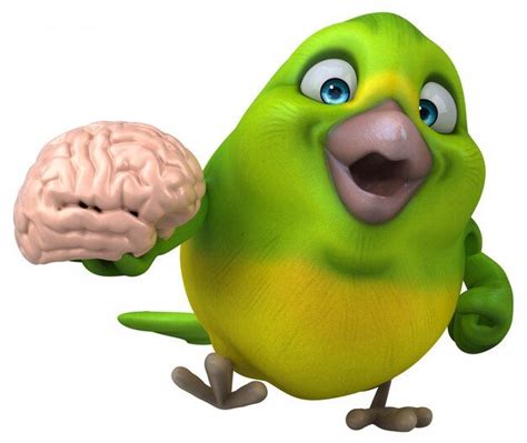 What Bird Has The Largest Brain Size Birdful
