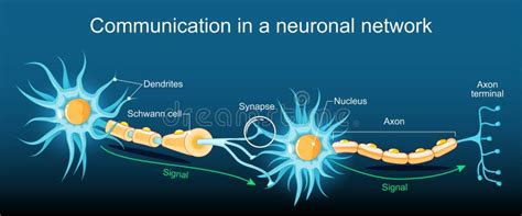 Transmission Of The Nerve Signal Between Two Neurons With Axon And
