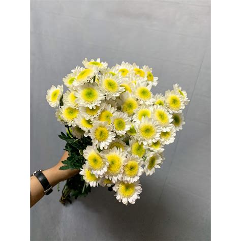 Jual Aster Puma Putih Pt Bunga Segar Shopee Indonesia