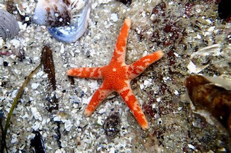 Starfish Internal Anatomy