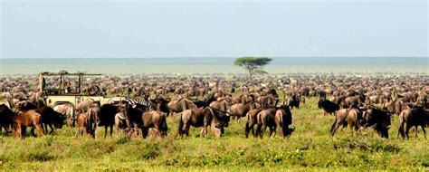 Local Culture Luxury Holidays To Tanzania Scott Dunn Uk
