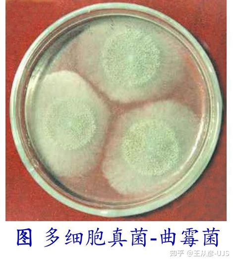 环境微生物之真菌 知乎