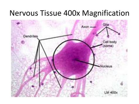 Ppt Histology Lab Powerpoint Presentation Id 2696860