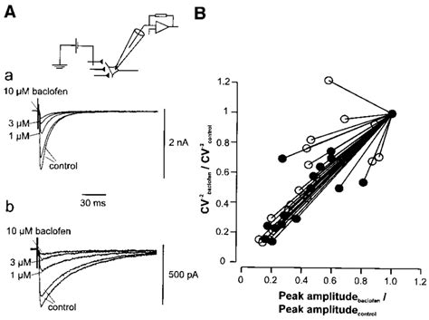Comodulation Of Glyr And Gaba A R Mediated Ipsc Components By Download Scientific Diagram