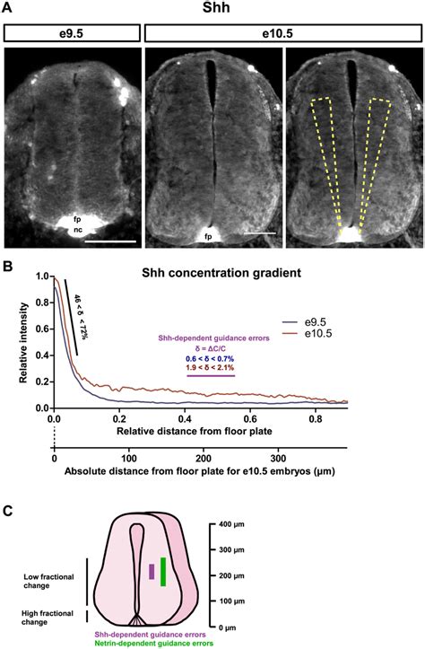 Axon Misguidance Phenotypes In Vivo Occur Where The Shh Gradient Is