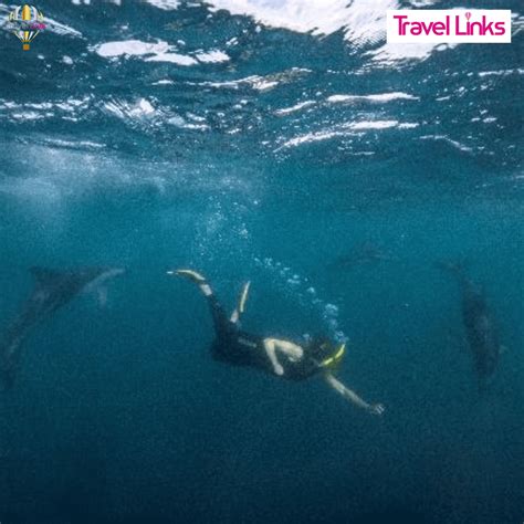 6 Best Diving And Snorkeling Spots In New Zealand Travel Links