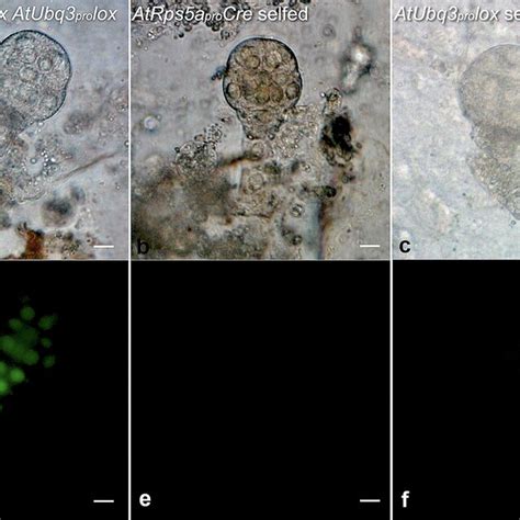 Crelox Mediated Gene Activation In Isolated F1 Tobacco Embryos After