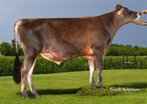 Jx Pine Tree Gutz Judson Sexed Female Bovine Elite
