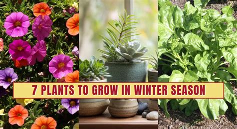 7 Plants To Grow In Winter Season From Seasonal Flowers To Leafy Greens