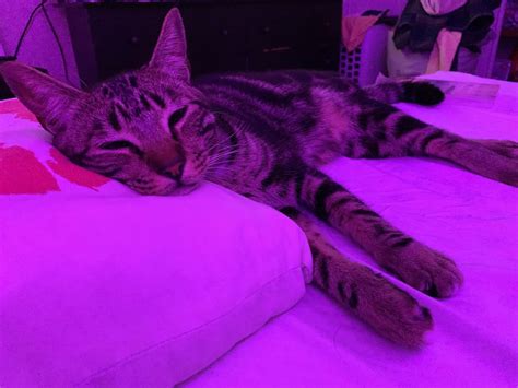 My Stupid Best Friend No Longer Here But Still In My Heart Rcatsmirin