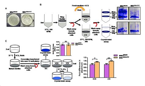 Rv1717 Down Regulation In Mycobacterium Tuberculosis Mtb Leads To Download Scientific