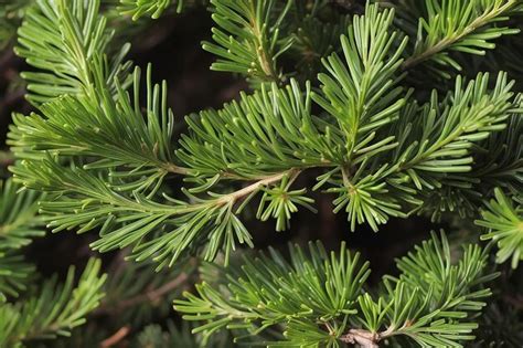 Juniper Leaf Premium Ai Generated Image