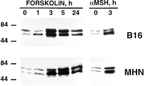 Camp Elevating Agents Increases Microphthalmia Expression In B16 Mouse