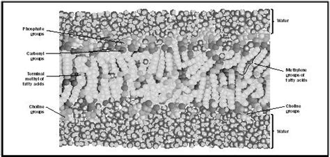 Phospholipid Bilayer Chemical Structure