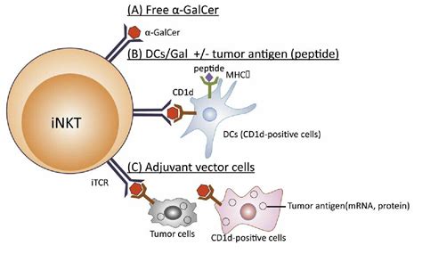 Figure 1 From Application Of Inkt Cell Targeted Active Immunotherapy In