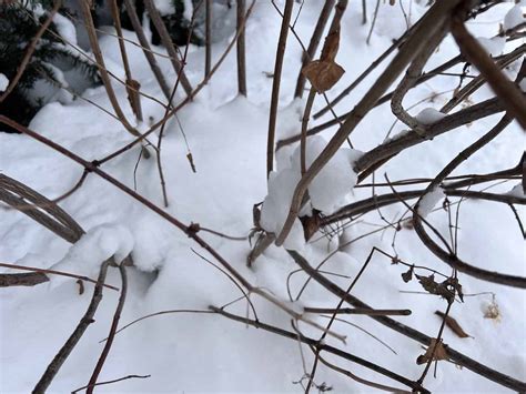 Strawberry Vanilla Hydrangea Pruning 🍓 🌿 Step By Step Guide To A Thriving Shrub