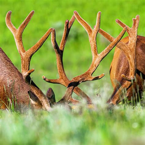 Huge Elk Antlers In Velvet Photograph By Volkmar Von Sehlen Fine Art