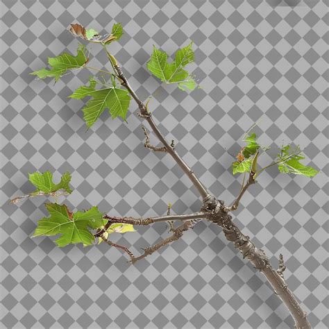 Sugar Maple Branch Tall And Spreading With Rough Bark Small Isolated