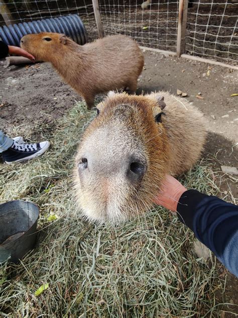 ai generated abstract capybara wallpaper r capybara