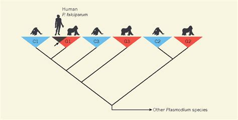 Origin Of Human Plasmodium Falciparum This Phylogenetic Tree