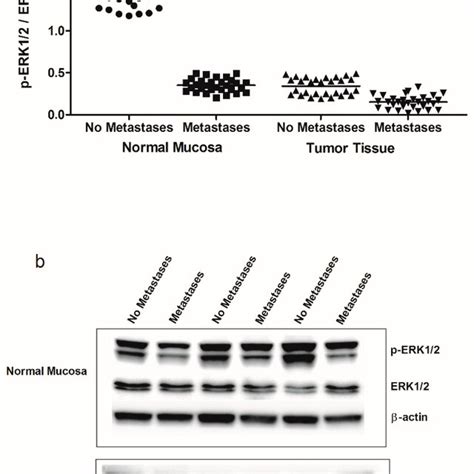 A P Erk1 2 Erk1 2 Ratio Protein Values Detected In Intestinal Tissue Download Scientific