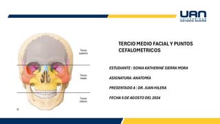 Tercio Medio Facial Anatomia Presentacionpdf