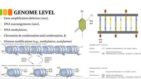 Gene Regulation In Eukaryotes Ppsx