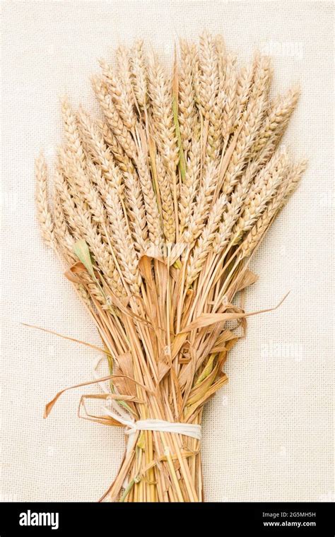 Sheaf Of Grain Meaning At Hunter Wang Blog