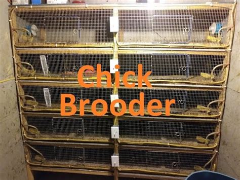 Chicken Battery Brooder Plans Soyou Want To Breed Poultry