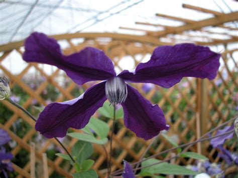 Herbaceous Clematis Clematisbe