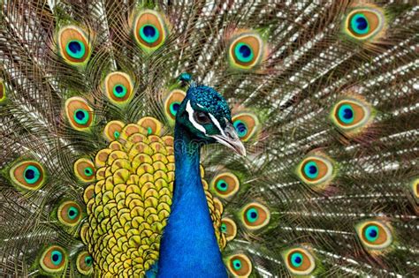 Attractive Peacock Stock Image Image Of Horizontal Plumage 30687619