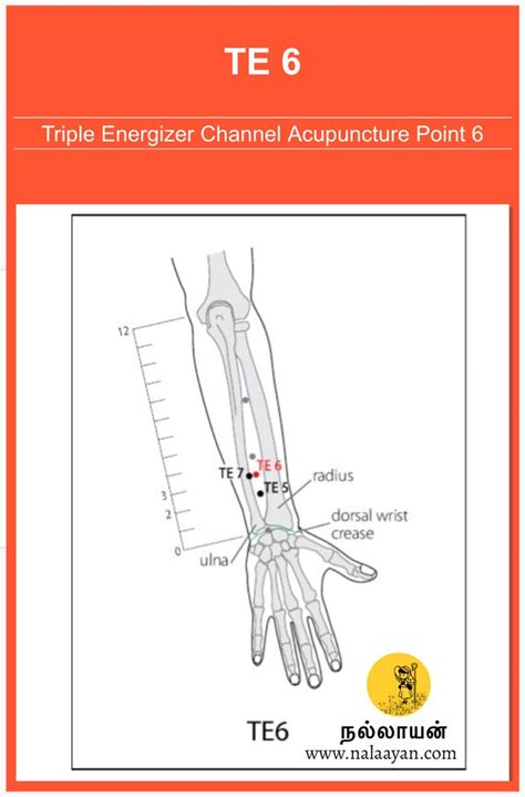 Te 6 Acupuncture Point Acupuncture Acupuncture Points Acupuncture