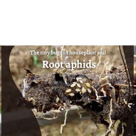 Where Do Root Aphids Come From In Houseplants Get Rid Of Them Inhouseplant Your Ultimate