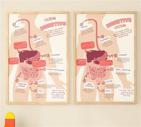Digestive System Process Artofit