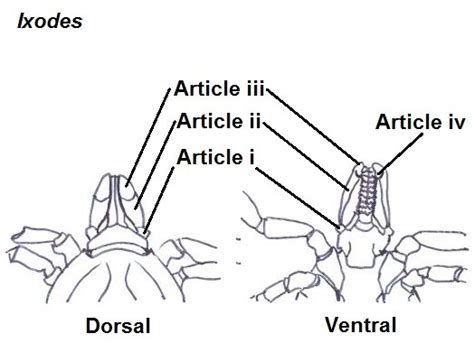 Glossary Esccap Uk And Ireland