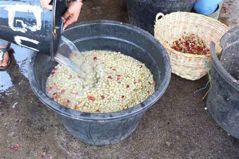 What Is Fully Washed Processing Helena Coffee Vietnam