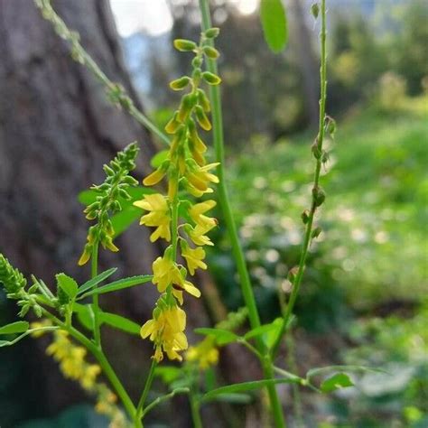Small Flowered Melilot Melilotus Dentatus Plant Care And How To Grow Water